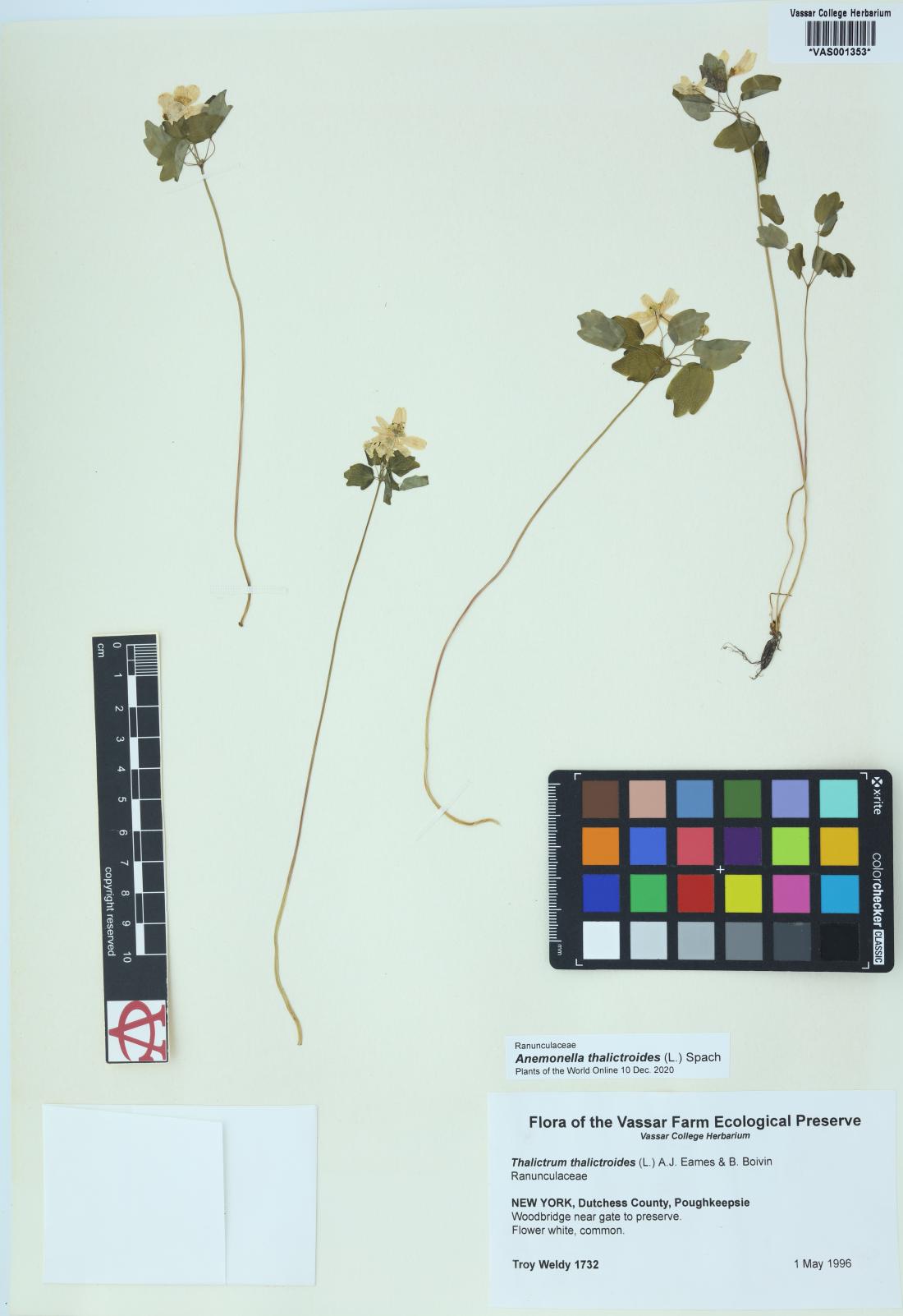 85067 Service File Jpg Vassar College Digital Library